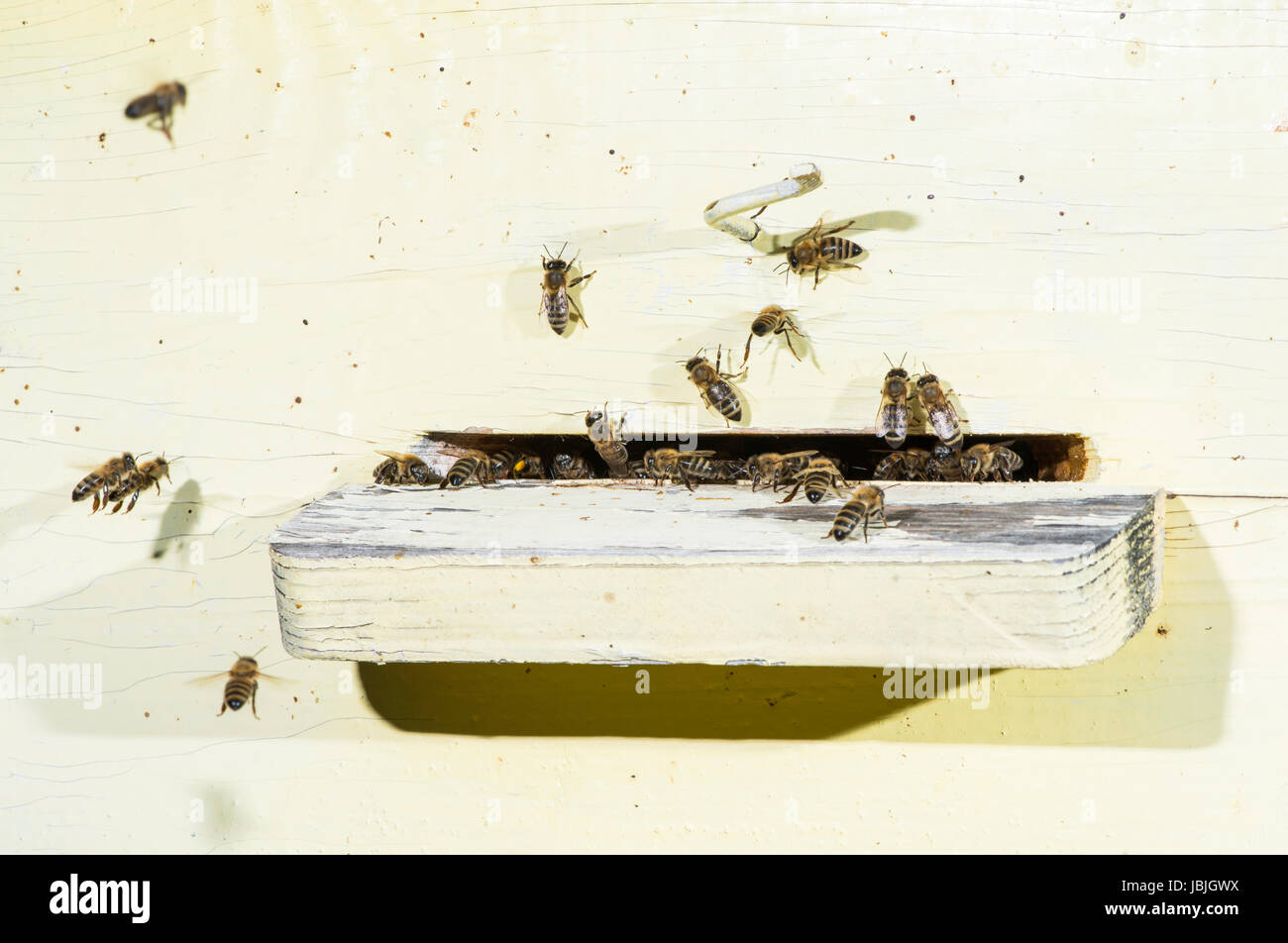 Bees entering the hive. White beehive Stock Photo - Alamy