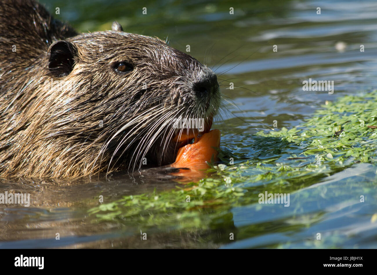 Nutria rodent teeth hi-res stock photography and images - Alamy