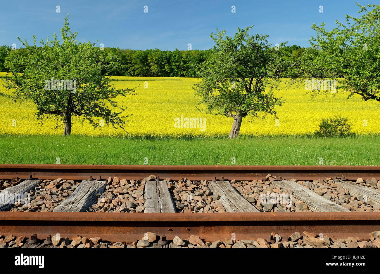 rapeseed field behind fruit trees and railroad tracks Stock Photo - Alamy
