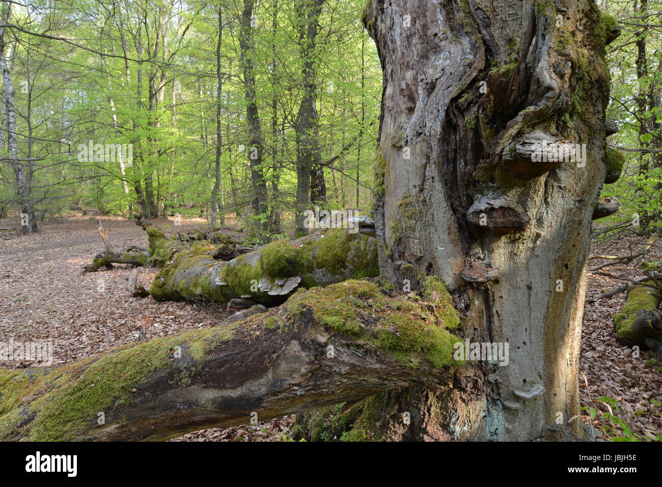 Rotten branch beech hi-res stock photography and images - Alamy