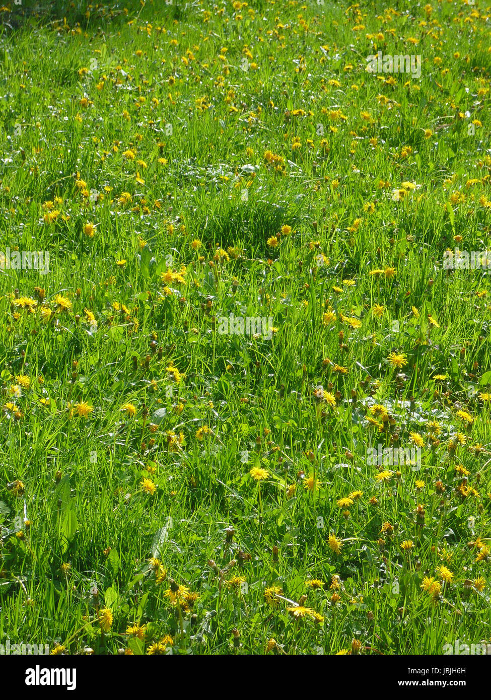 Field with flowers and plants Stock Photo - Alamy