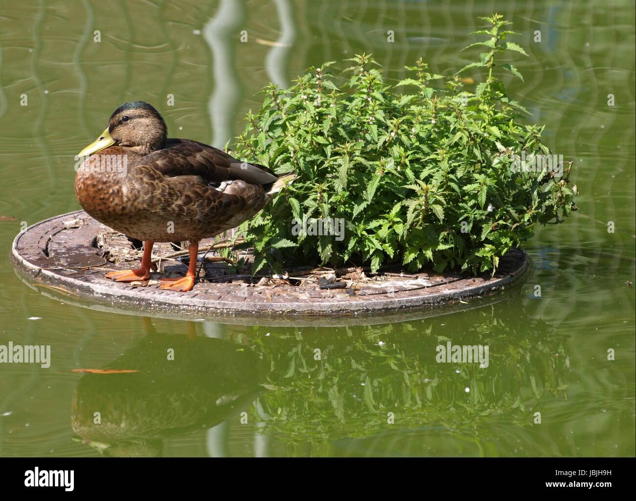 mallard - duck island Stock Photo - Alamy