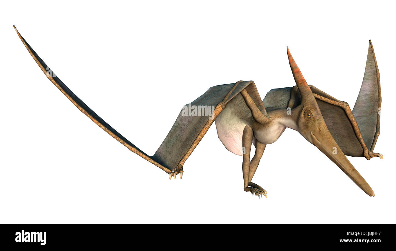3D digital render of a prehistoric flying reptile Pteranodon isolated ...
