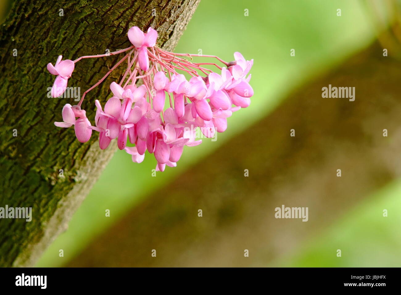 Redbud tree trunk hi-res stock photography and images - Alamy