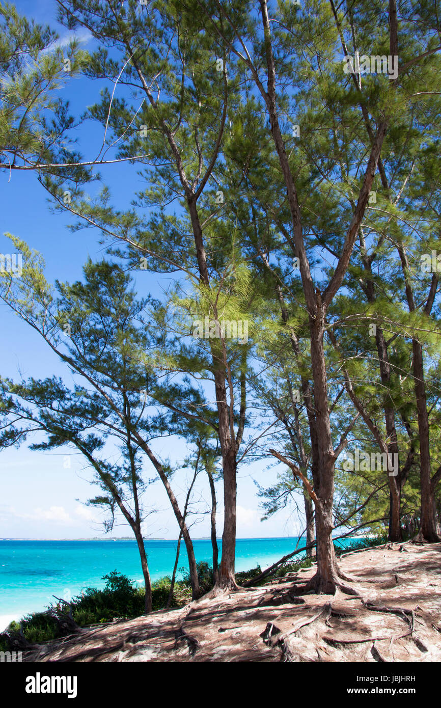 Trees growing on Paradise Island public beach (The Bahamas Stock Photo ...