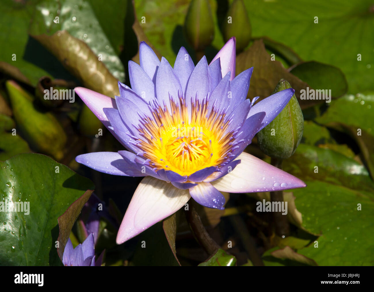 The close view of a blue lilly in Jamaica Stock Photo - Alamy