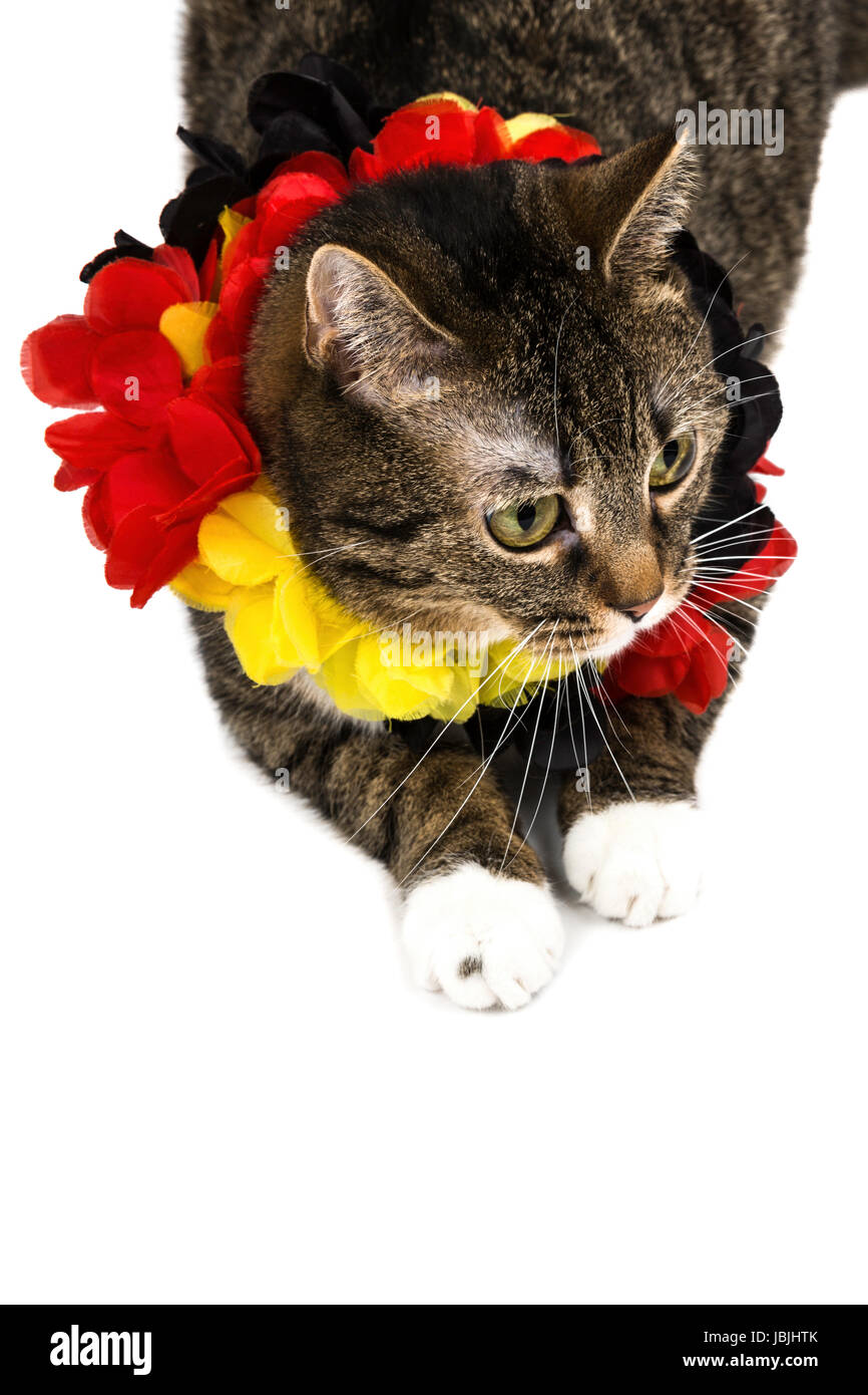 A cat with german national colors on a white background Stock Photo - Alamy