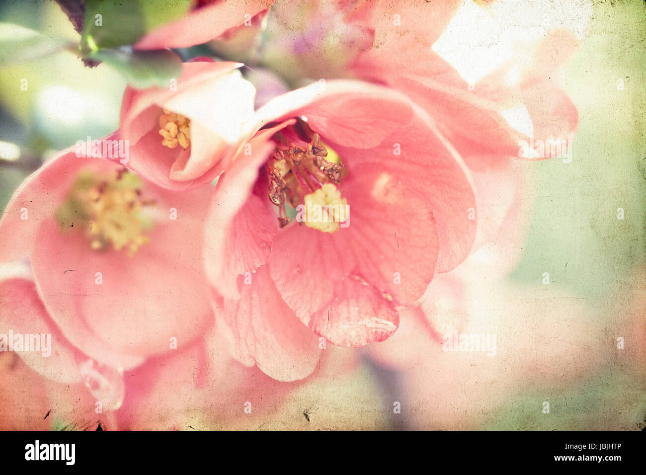 Beautiful pink flowers on vintage background Stock Photo - Alamy