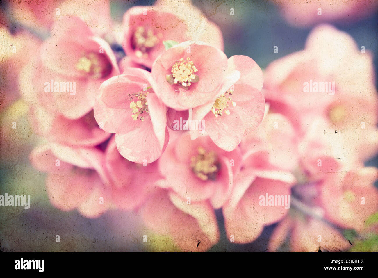 Beautiful pink flowers on vintage background Stock Photo - Alamy