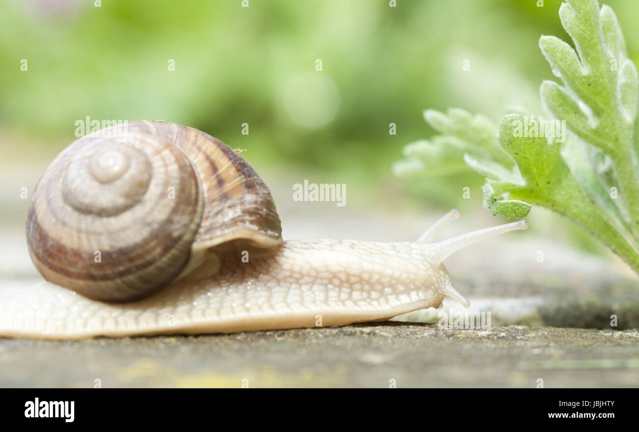 Snail in the garden Stock Photo - Alamy
