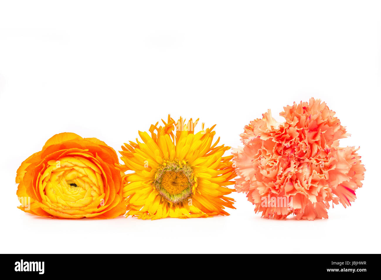 Yellow flower blossoms series blossoms of three different flowers in ...
