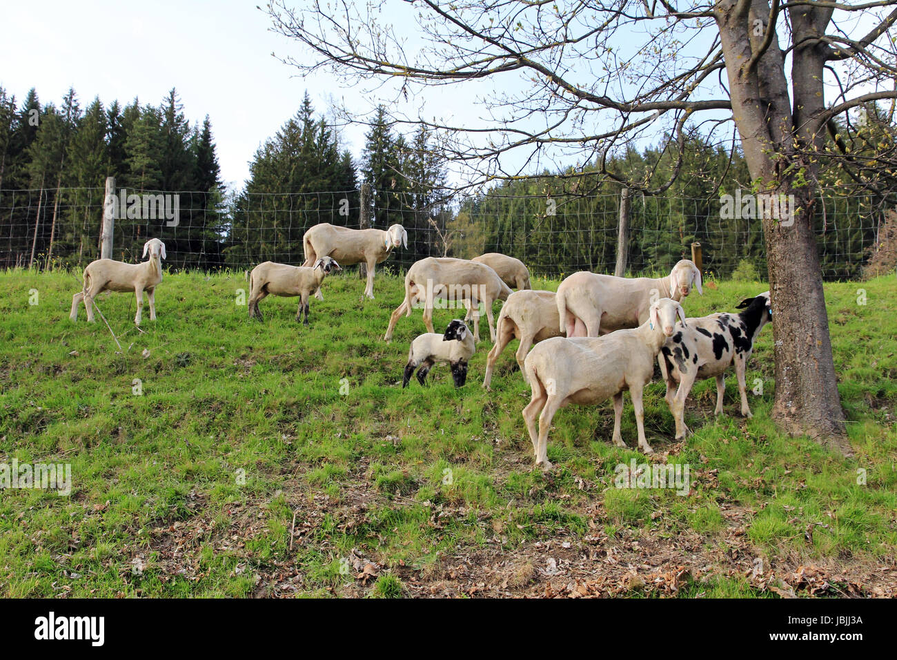 sheep as lawn Stock Photo - Alamy