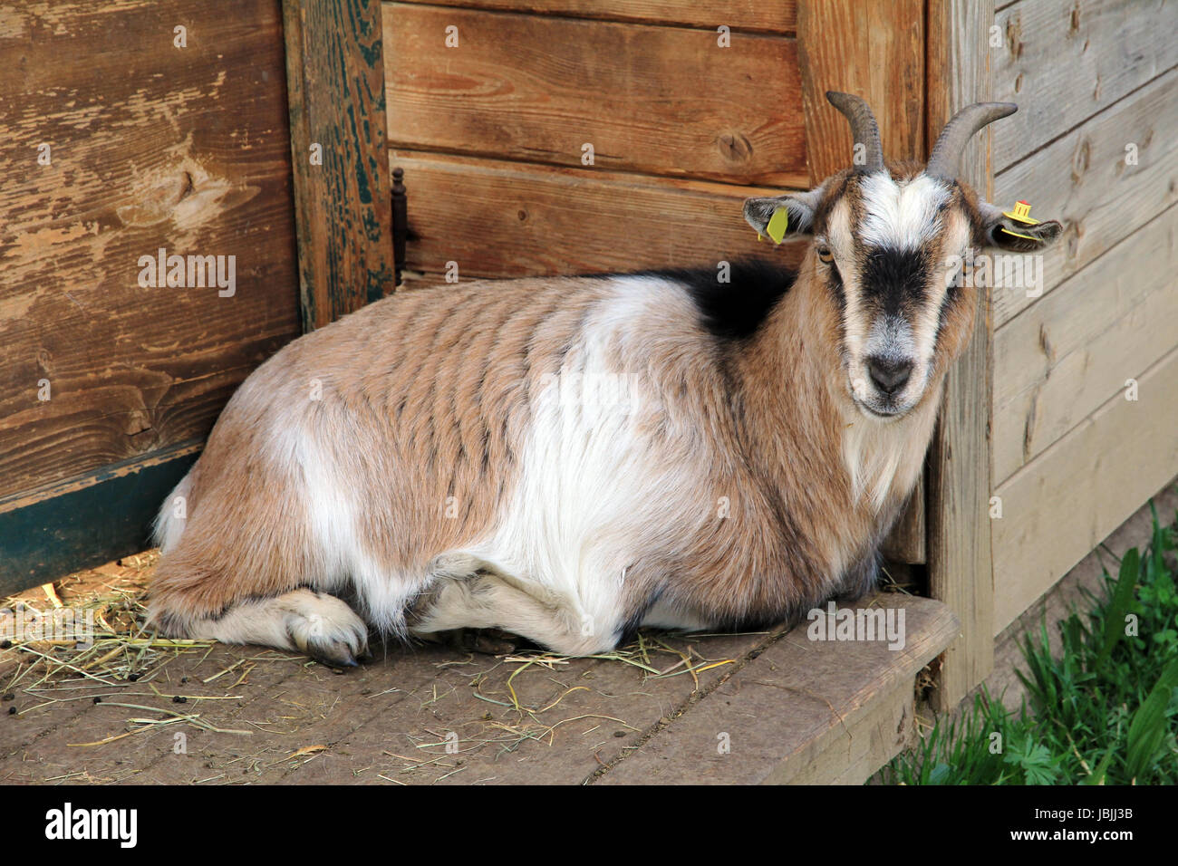 a pretty goat Stock Photo - Alamy