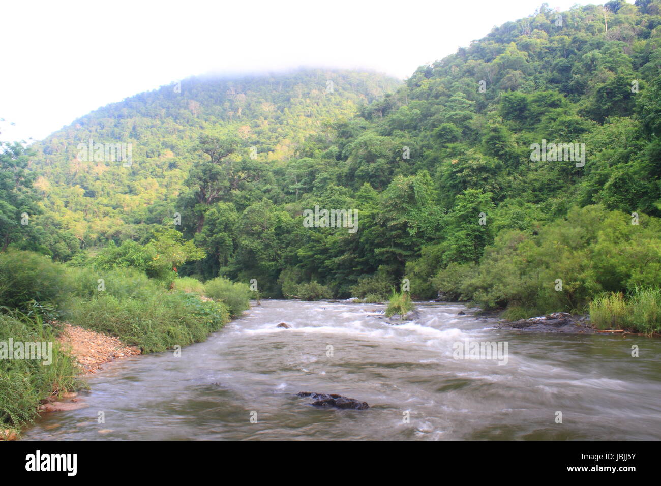 River in deep forest, river in evergreen forest in Thailand Stock Photo ...