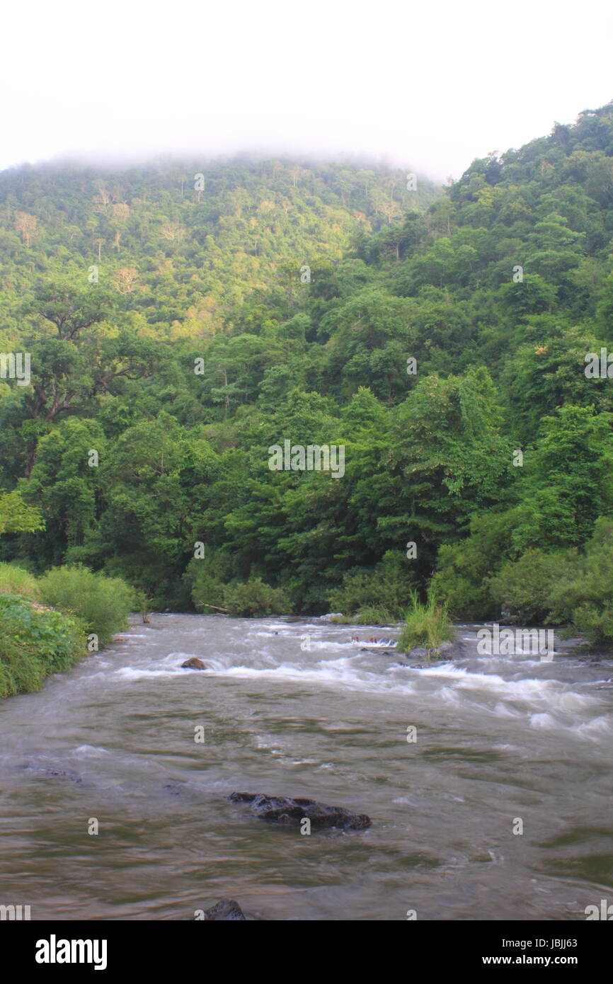 River in deep forest, river in evergreen forest in Thailand Stock Photo ...