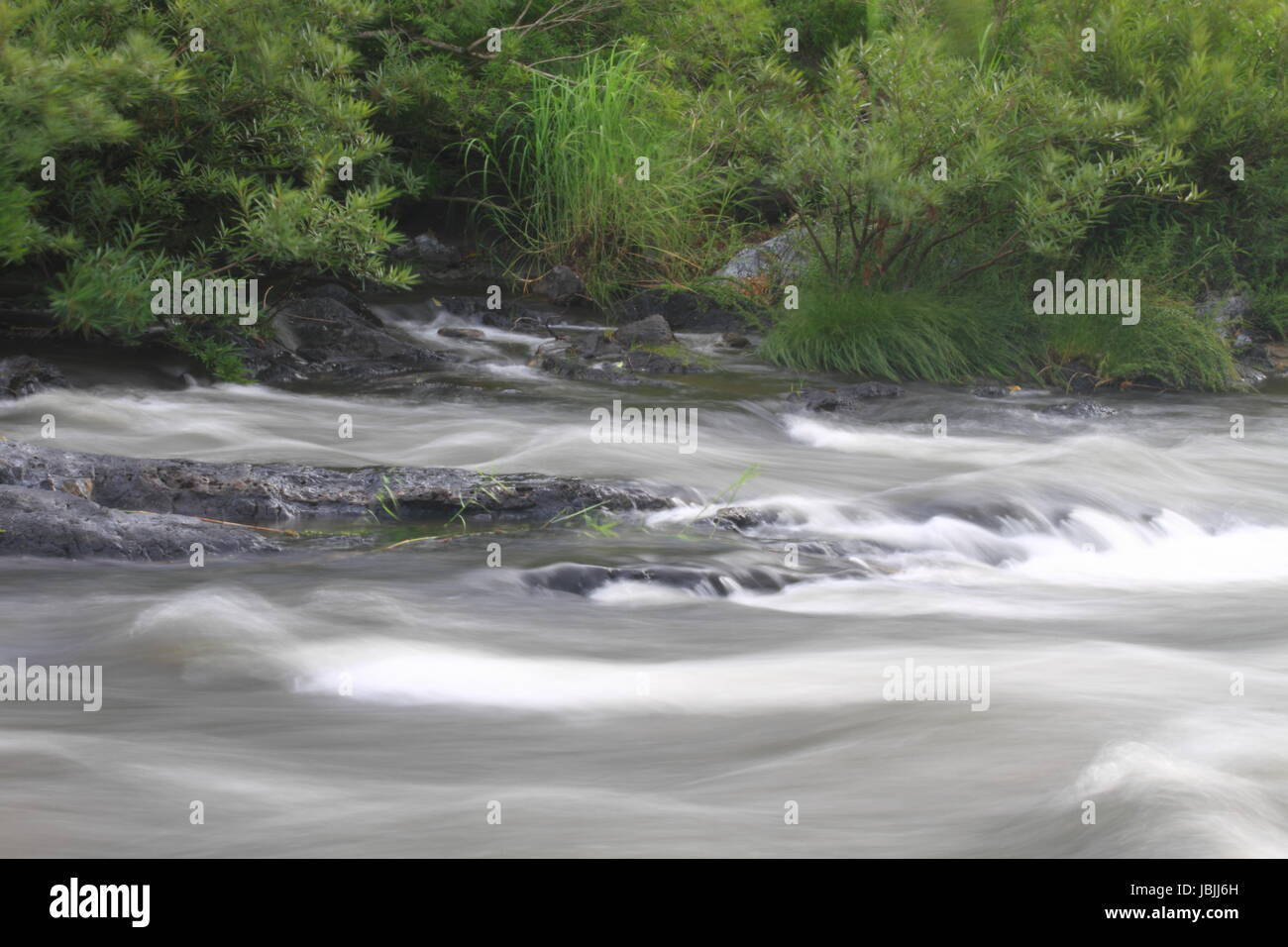River in deep forest, river in evergreen forest in Thailand Stock Photo ...