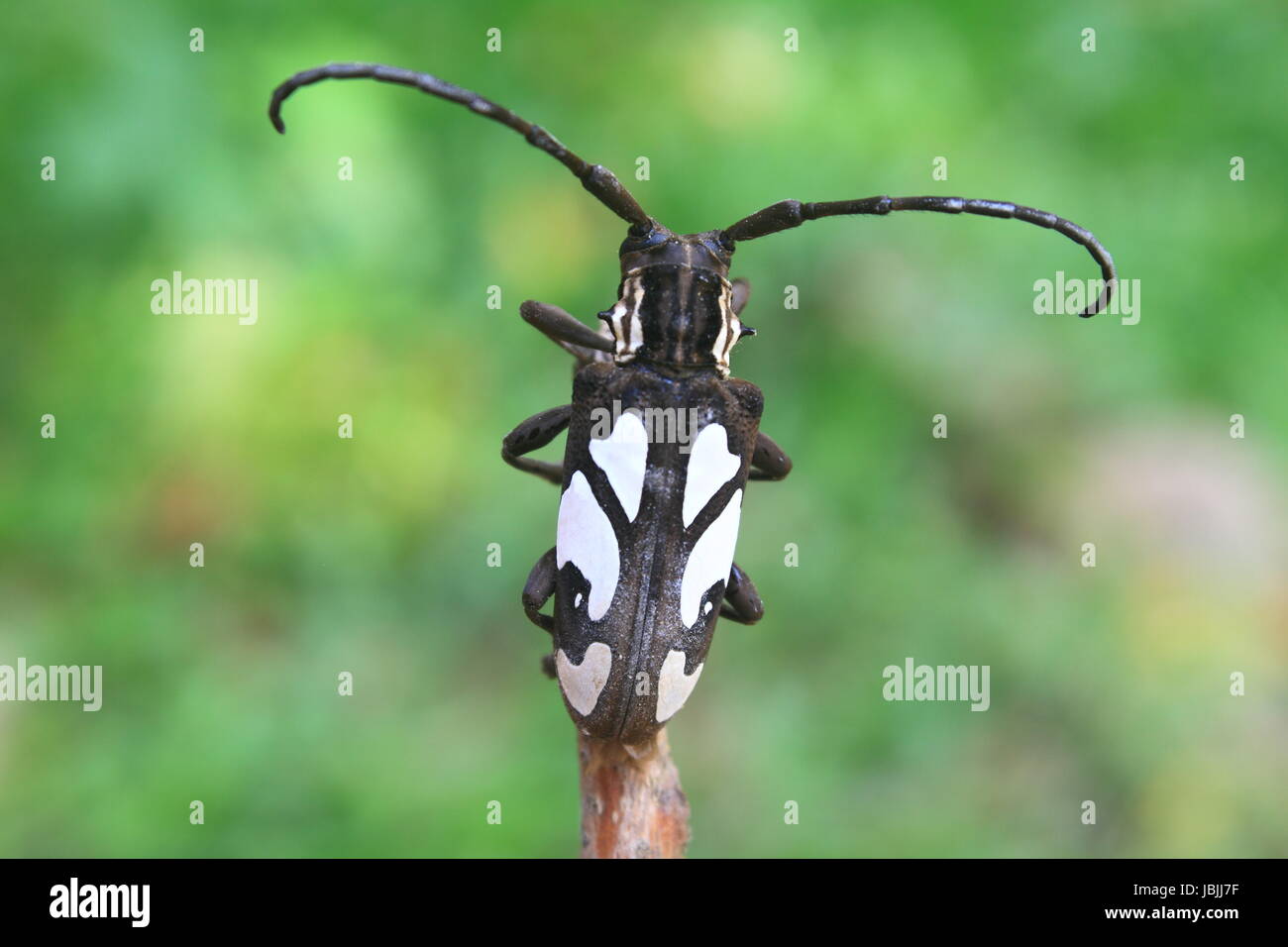 insect from Thailand, longhorn beetle in Genus Batocera Stock Photo - Alamy