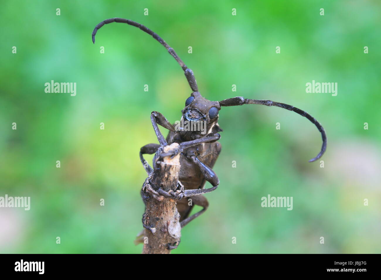 insect from Thailand, longhorn beetle in Genus Batocera Stock Photo - Alamy