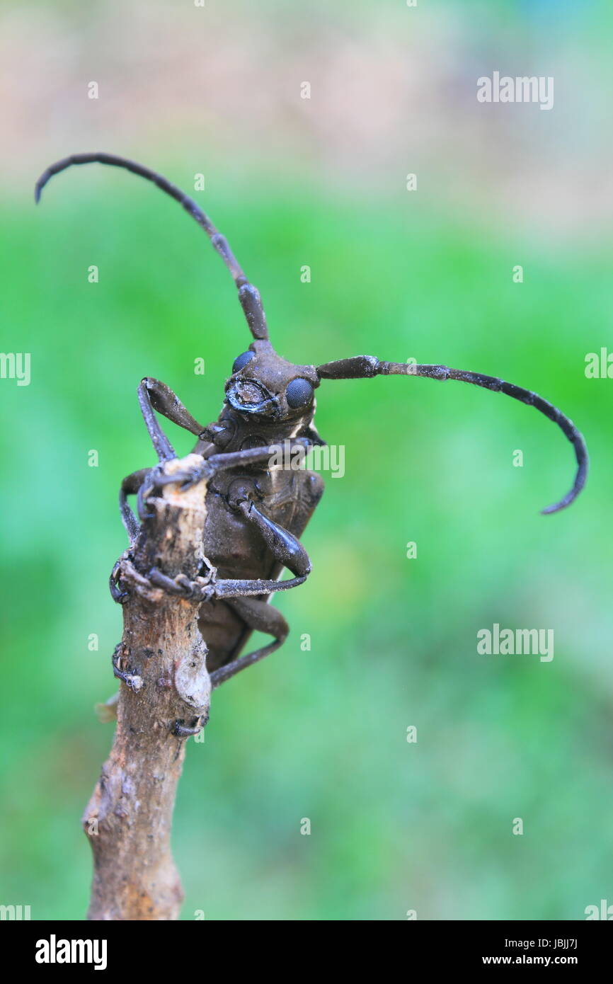 insect from Thailand, longhorn beetle in Genus Batocera Stock Photo - Alamy