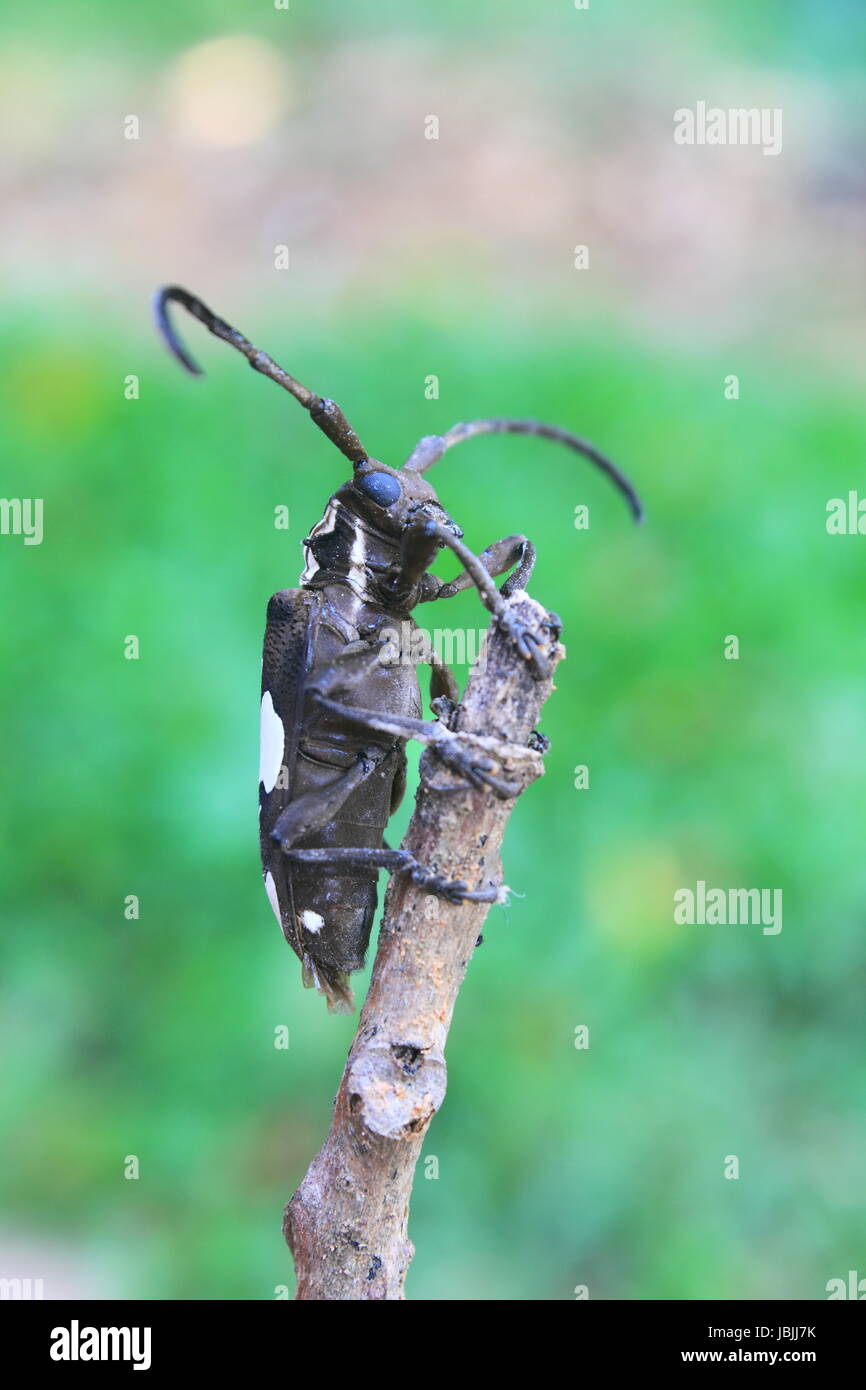 insect from Thailand, longhorn beetle in Genus Batocera Stock Photo - Alamy