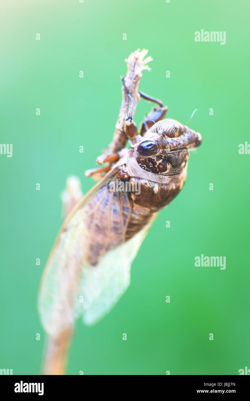 Cicadas in the trees, close up insect from nature Stock Photo - Alamy