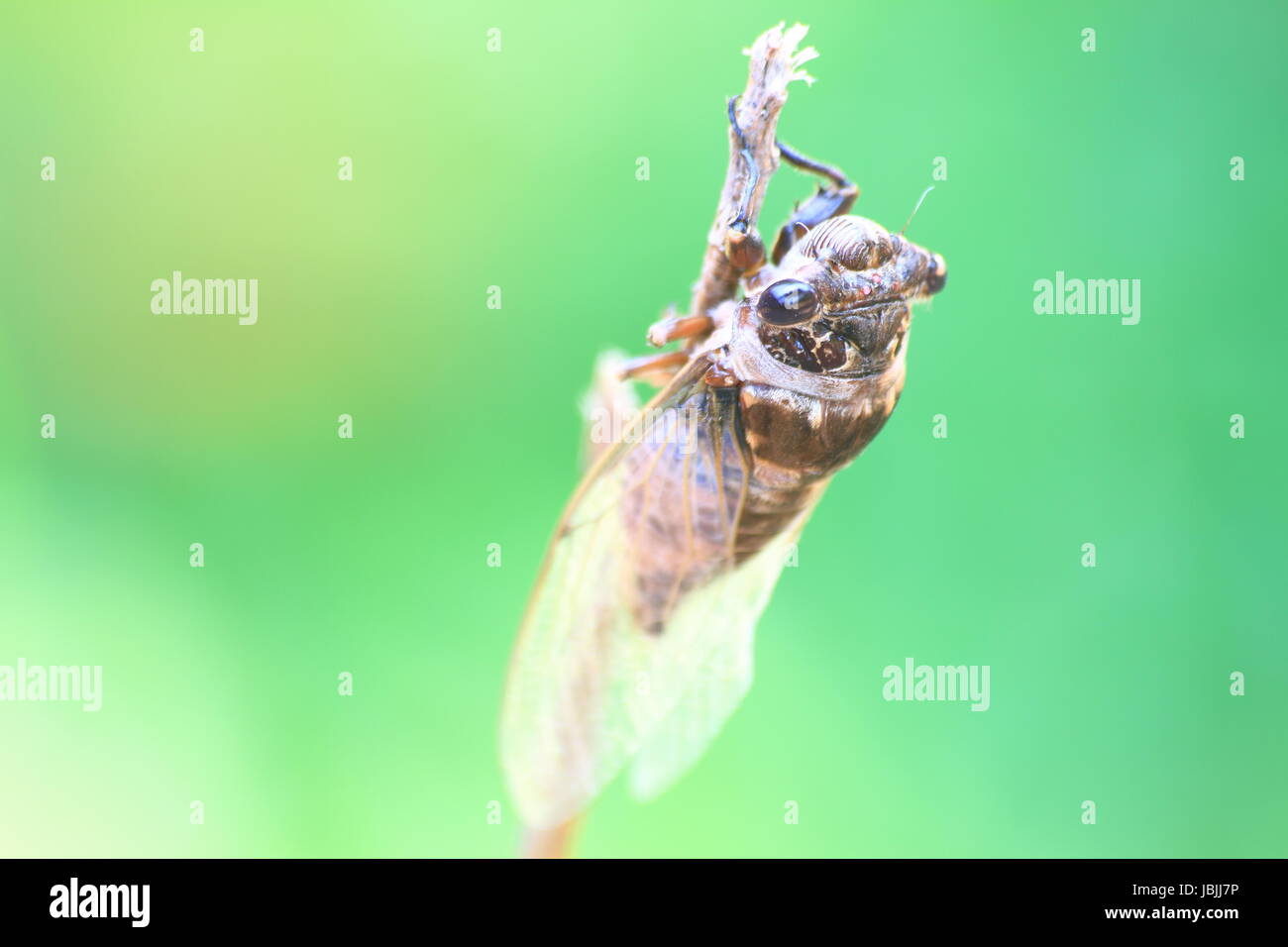 Cicadas in the trees, close up insect from nature Stock Photo - Alamy