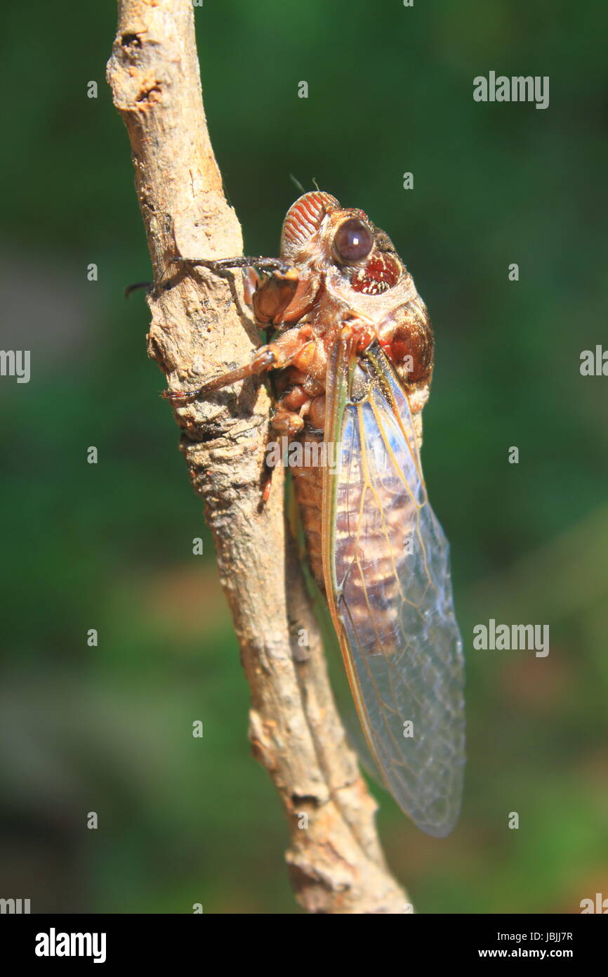 Cicadas in the trees, close up insect from nature Stock Photo - Alamy