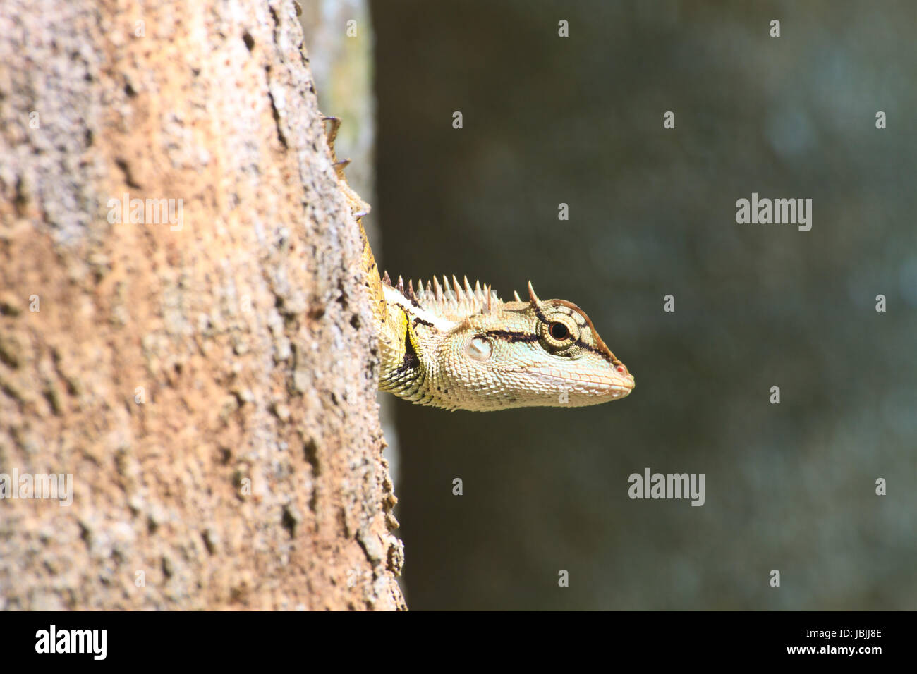 Brown lizard,tree lizard, details of lizard skin stick on the tree ...