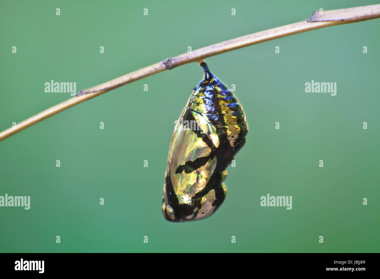 Monarch butterfly chrysalis stages hi-res stock photography and images ...