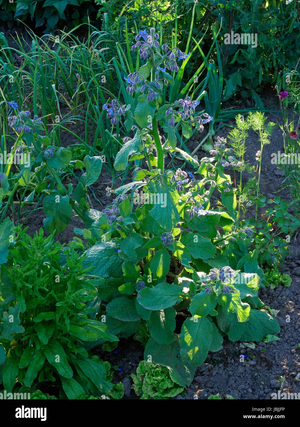 Borage (Borago officinalis) plant with flowers (Suzanne's vegetable ...