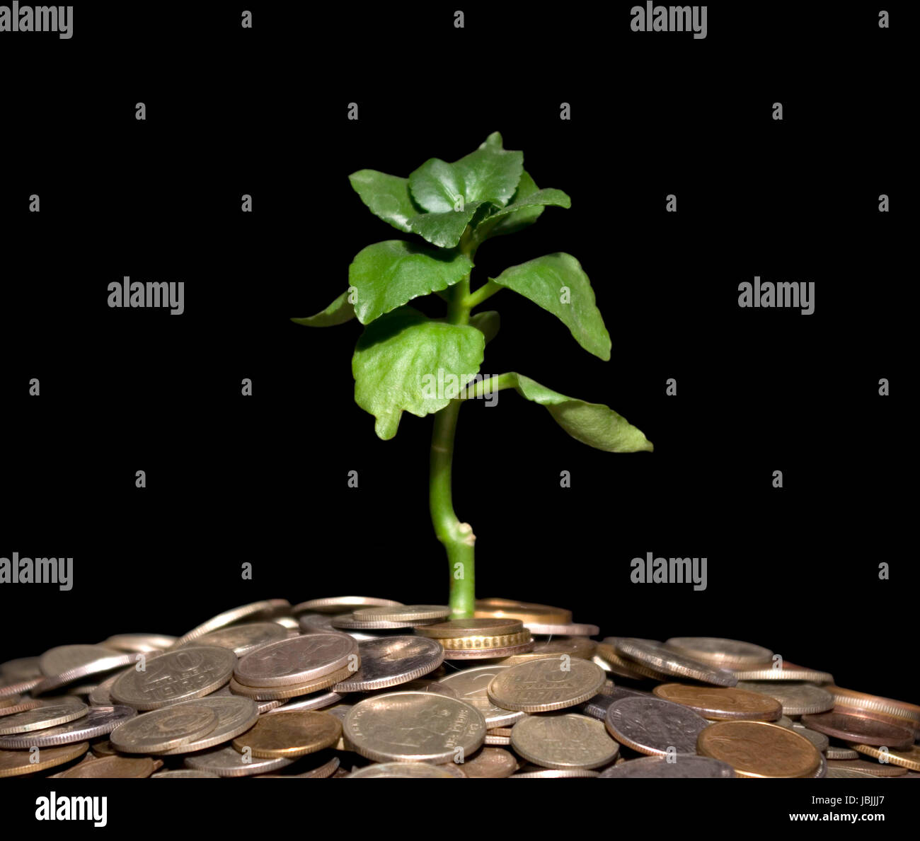 Coins and plant isolated on black background Stock Photo - Alamy