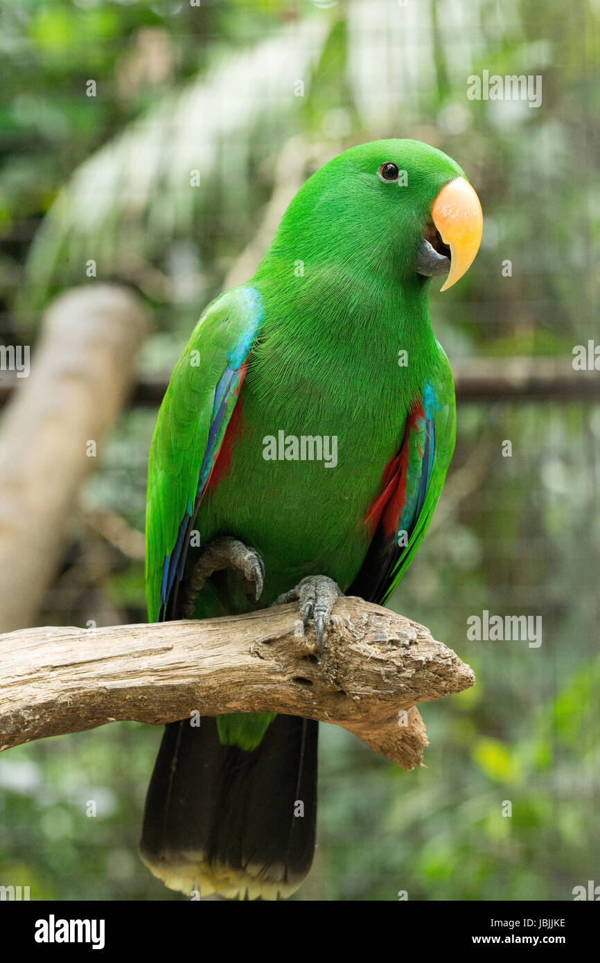 parrot bird sitting on the perch Stock Photo - Alamy