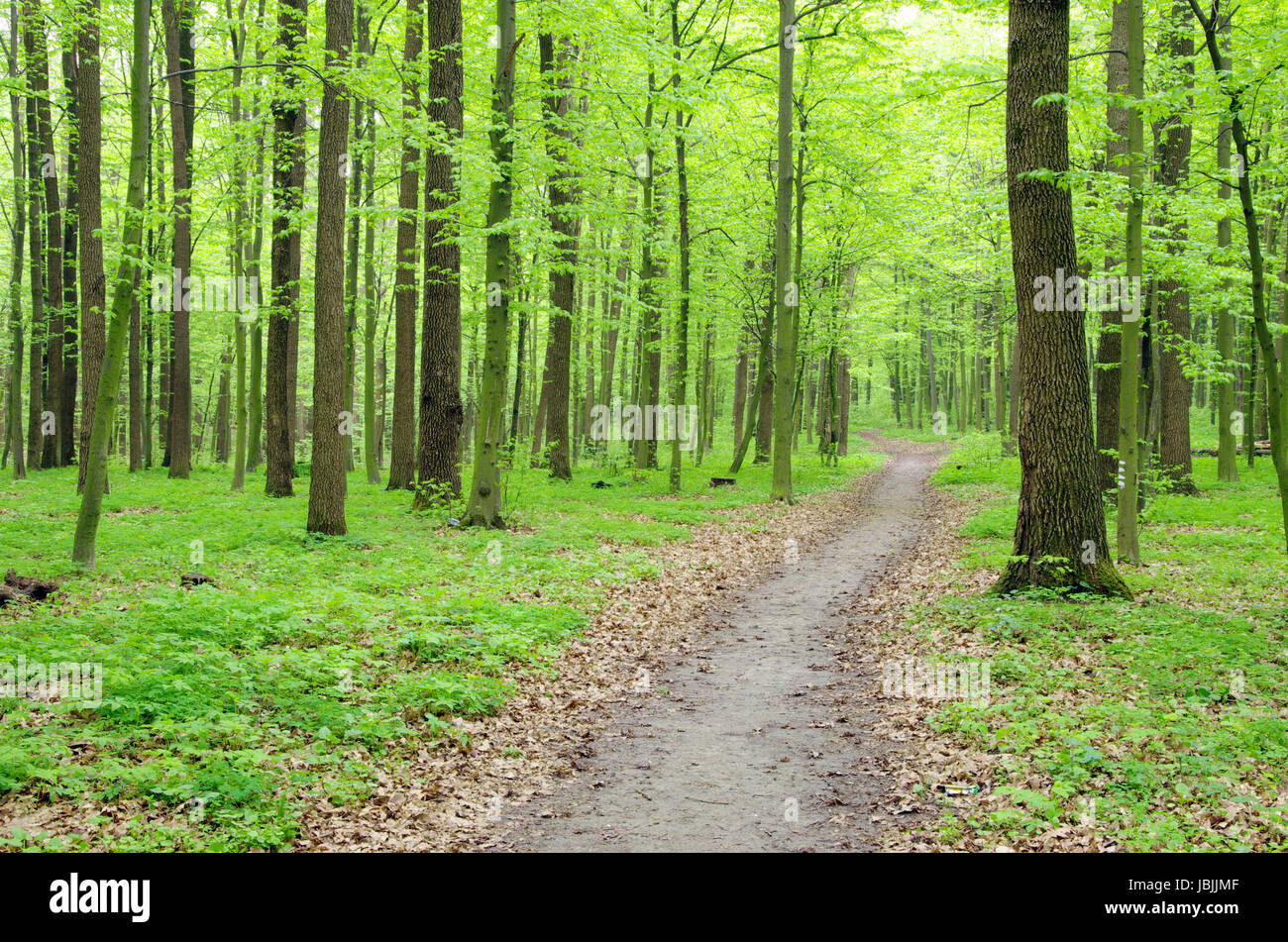 a path is in the green forest Stock Photo - Alamy