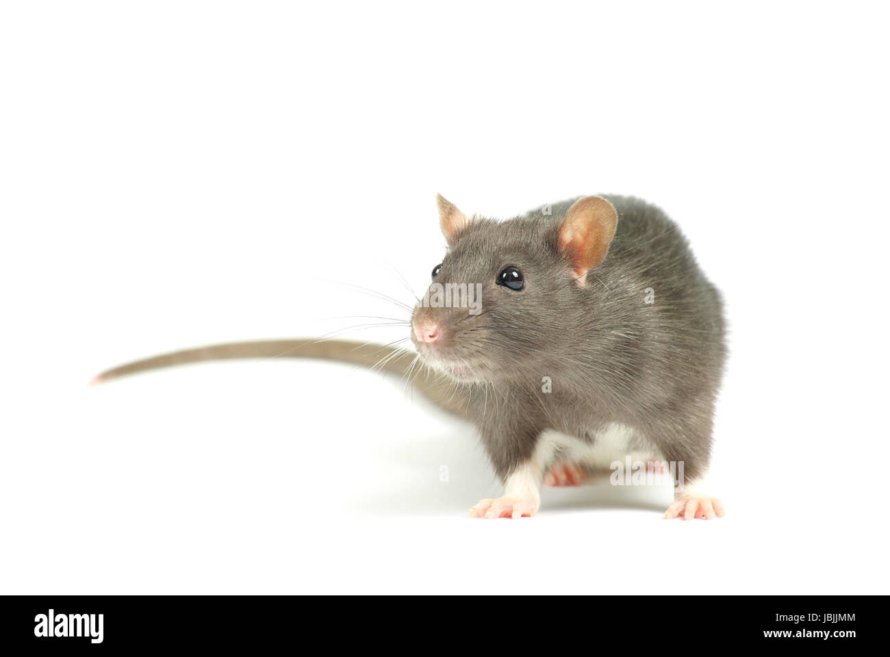 funny rat isolated on white background Stock Photo - Alamy