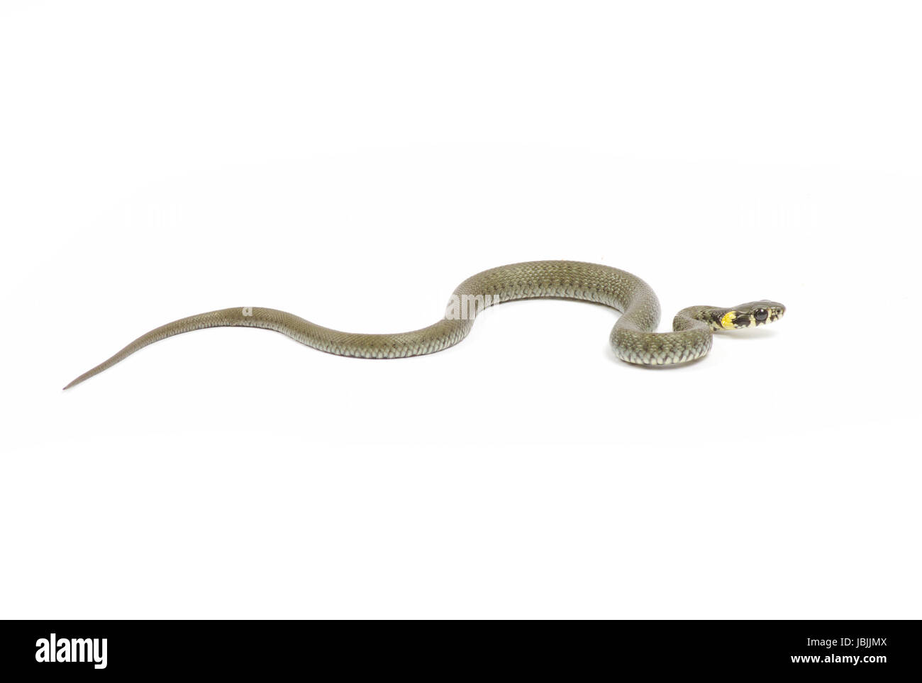 snake isolated on white background Stock Photo - Alamy