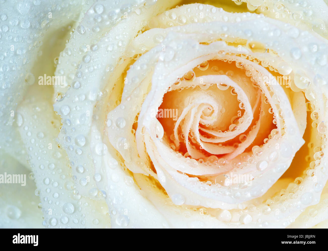 macro of white rose with water drops Stock Photo - Alamy