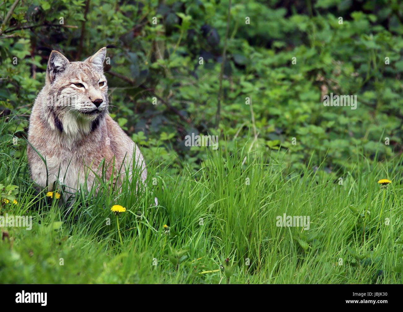 portrait big cat Stock Photo - Alamy