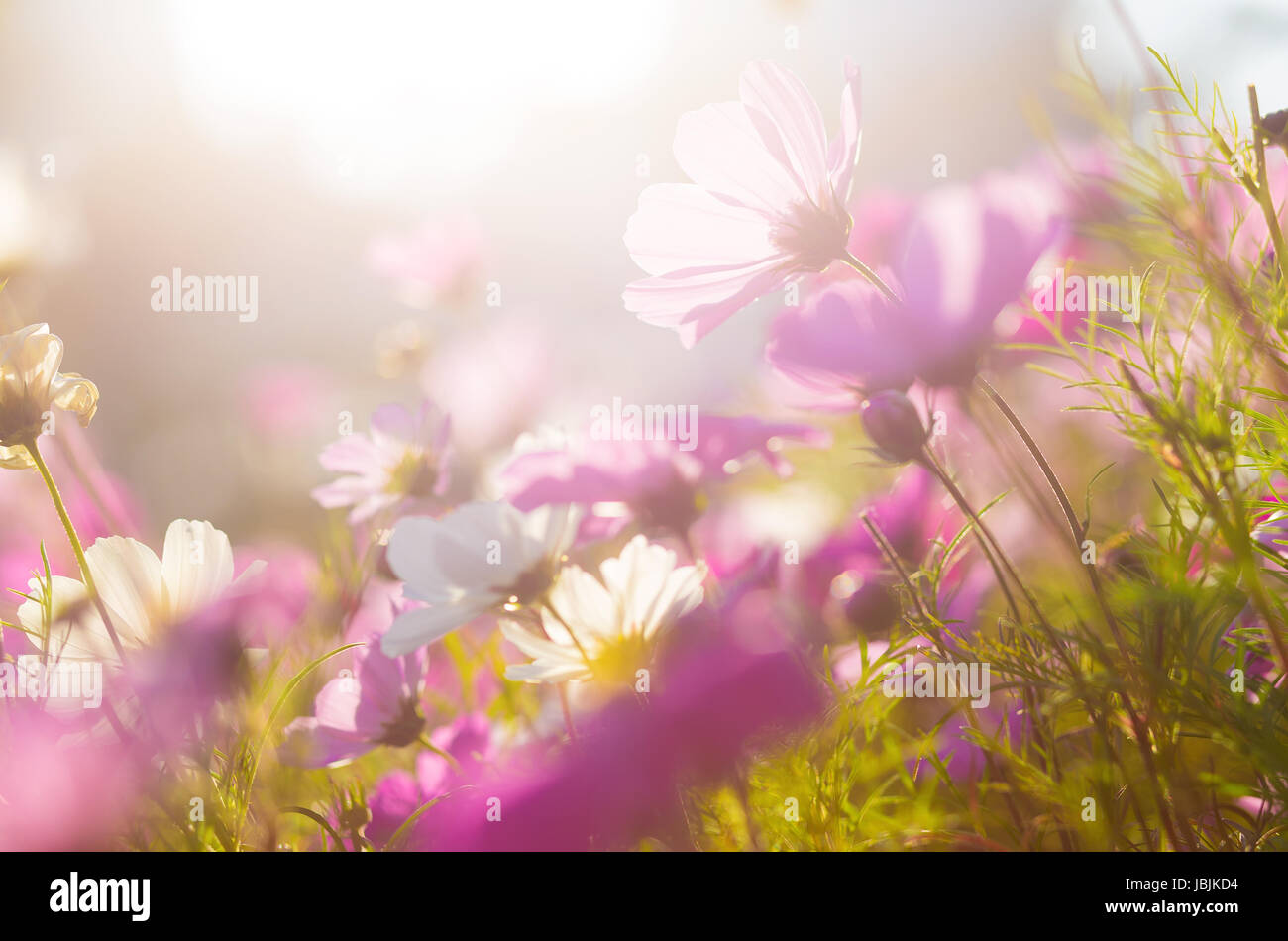Chamomile in purple Stock Photo - Alamy