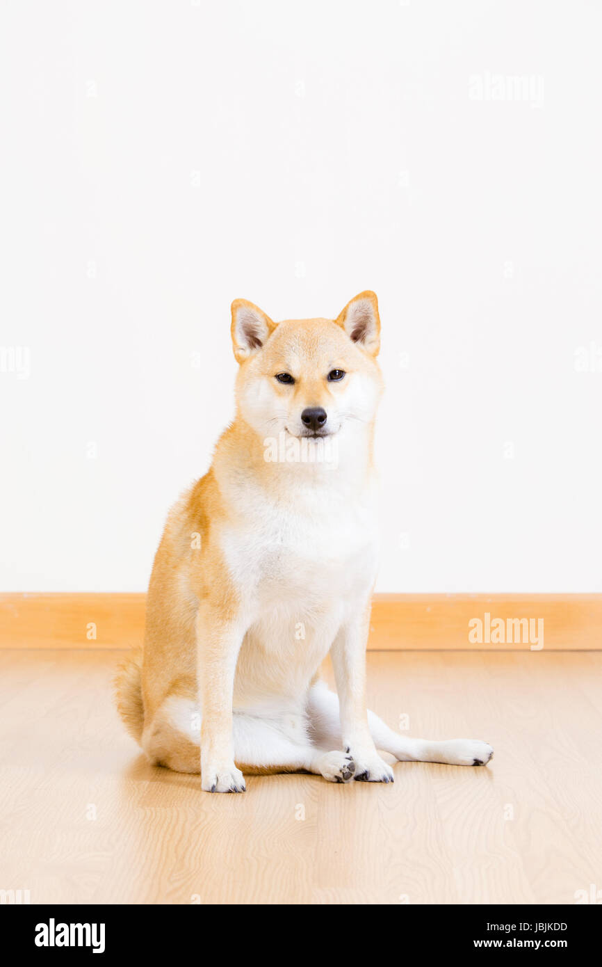 Shiba inu dog sitting on floor Stock Photo - Alamy