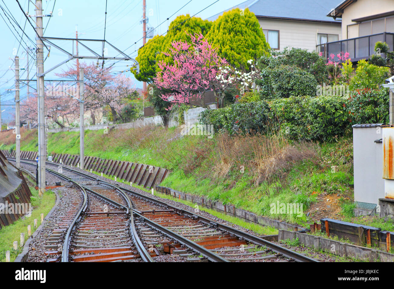 Railway with sakura tree Stock Photo - Alamy