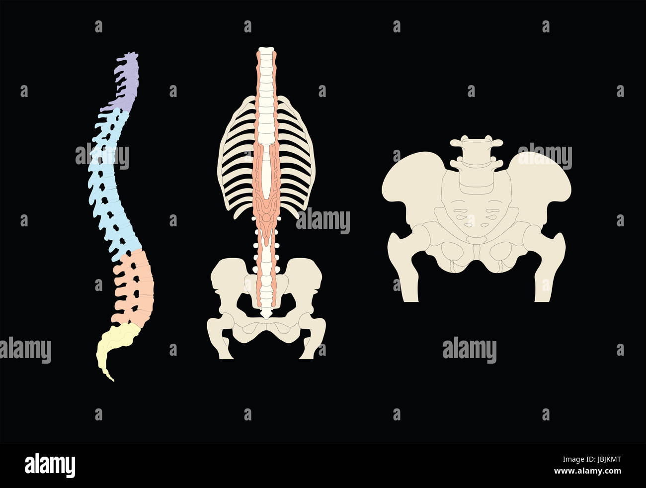 Human bones. Anatomy: medical illustration Stock Photo - Alamy