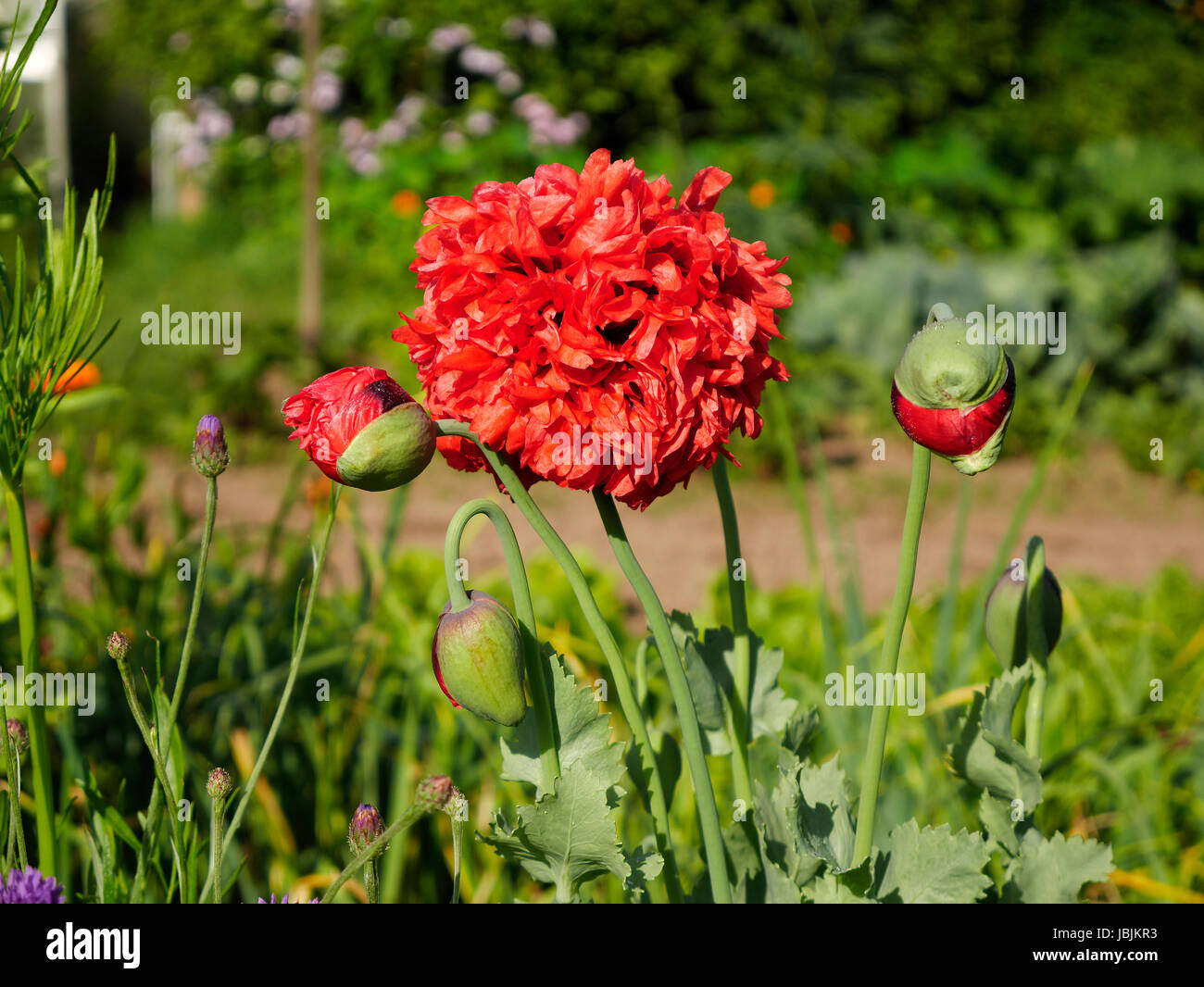 Papaver somniferum double red hi-res stock photography and images - Alamy