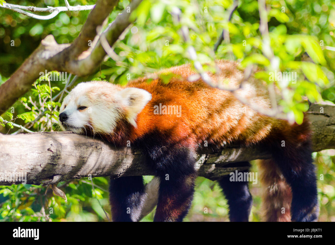 A beautiful red panda lying on a tree branch sleeping stretched out ...