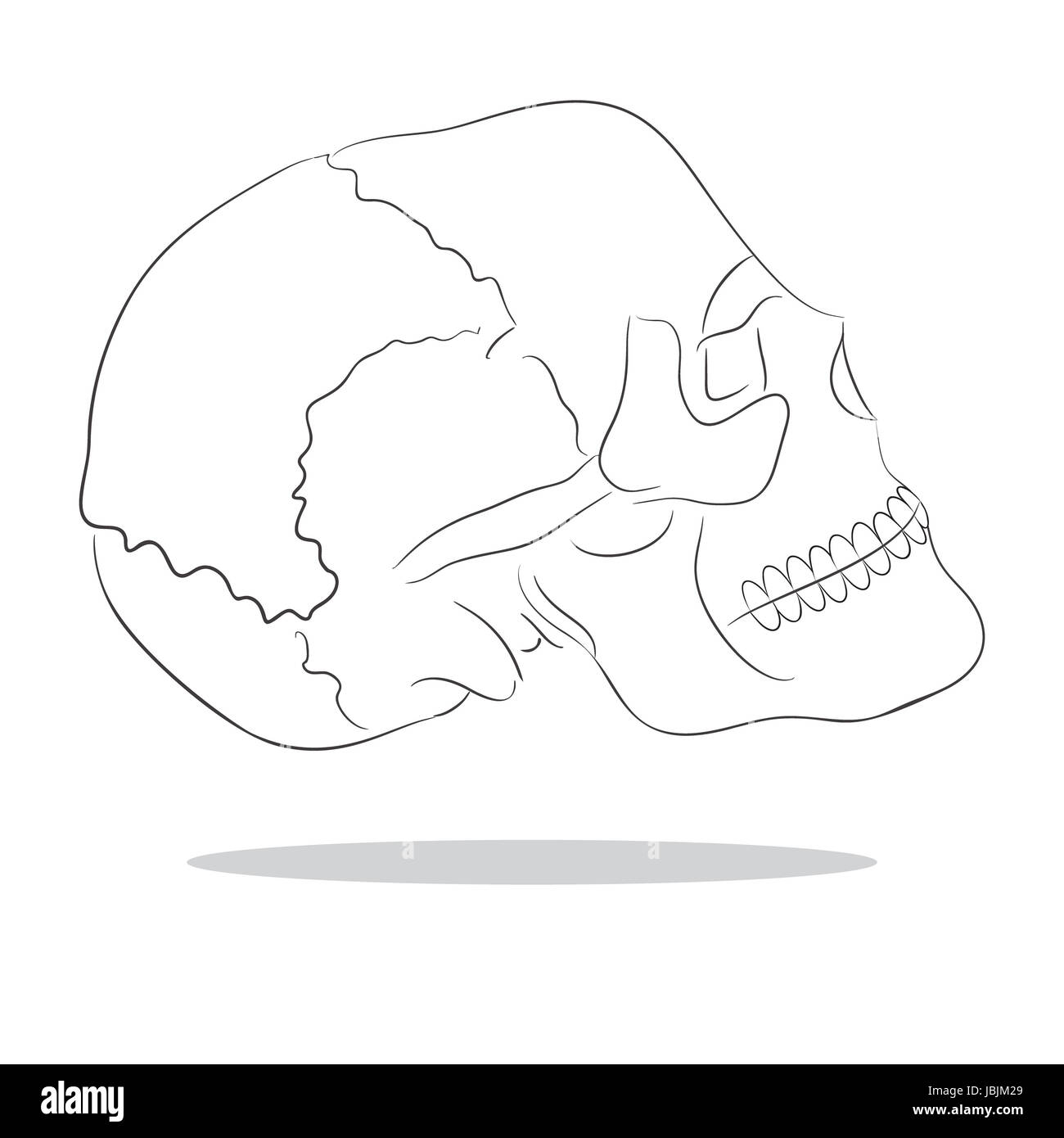 Vector sketch illustration of isolated human scull Stock Photo - Alamy