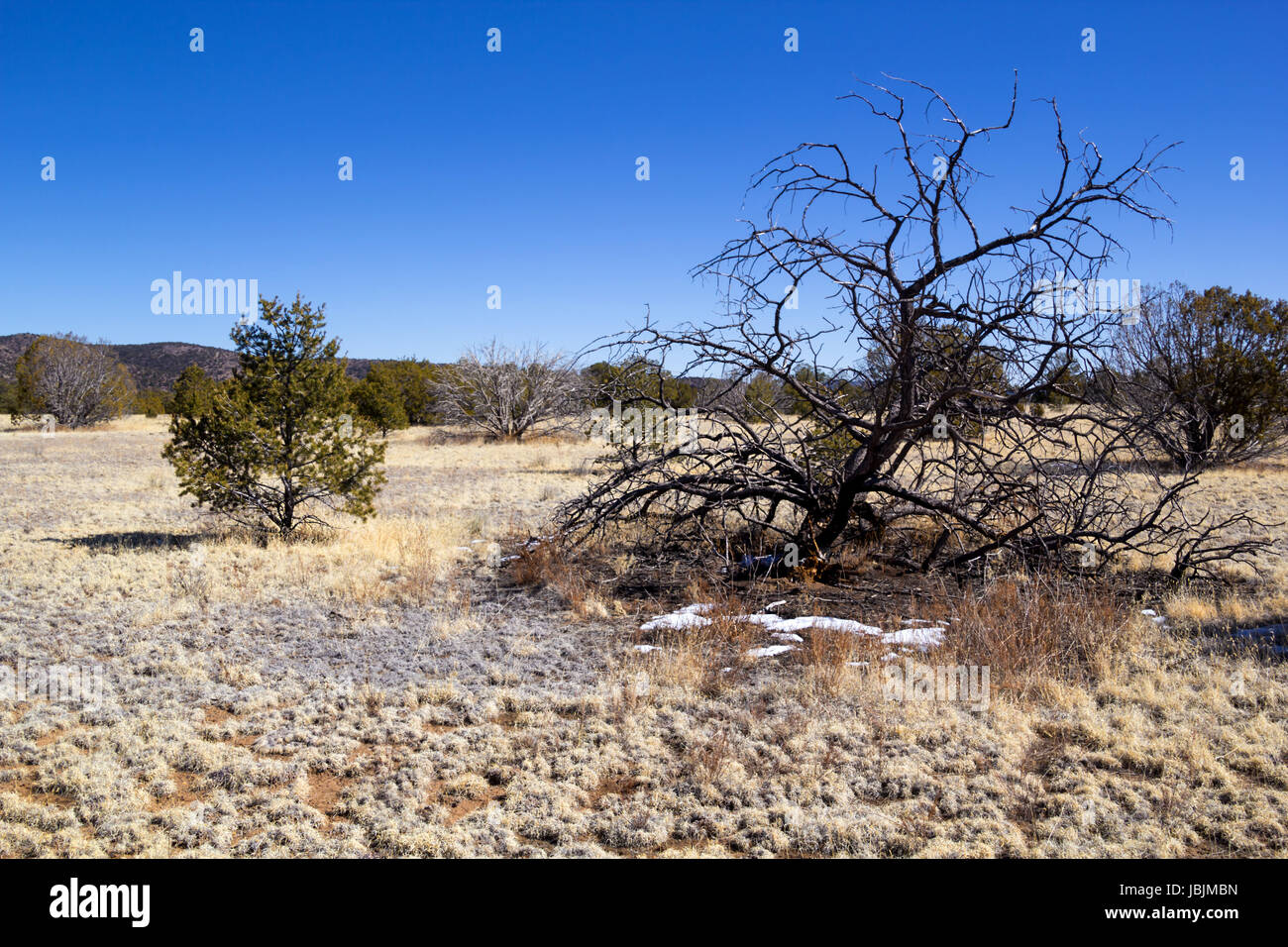 A dead and an alive tree next to each other Stock Photo - Alamy