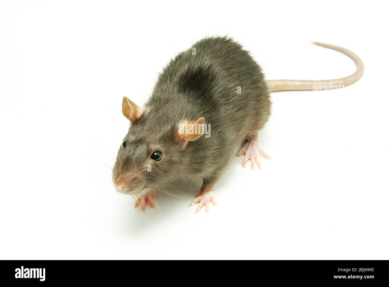 funny rat isolated on white background Stock Photo - Alamy