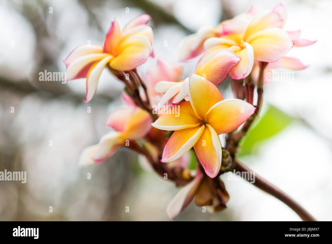 Frangipani flowers ,Beauty flower of temple in Thailand Asia Stock ...