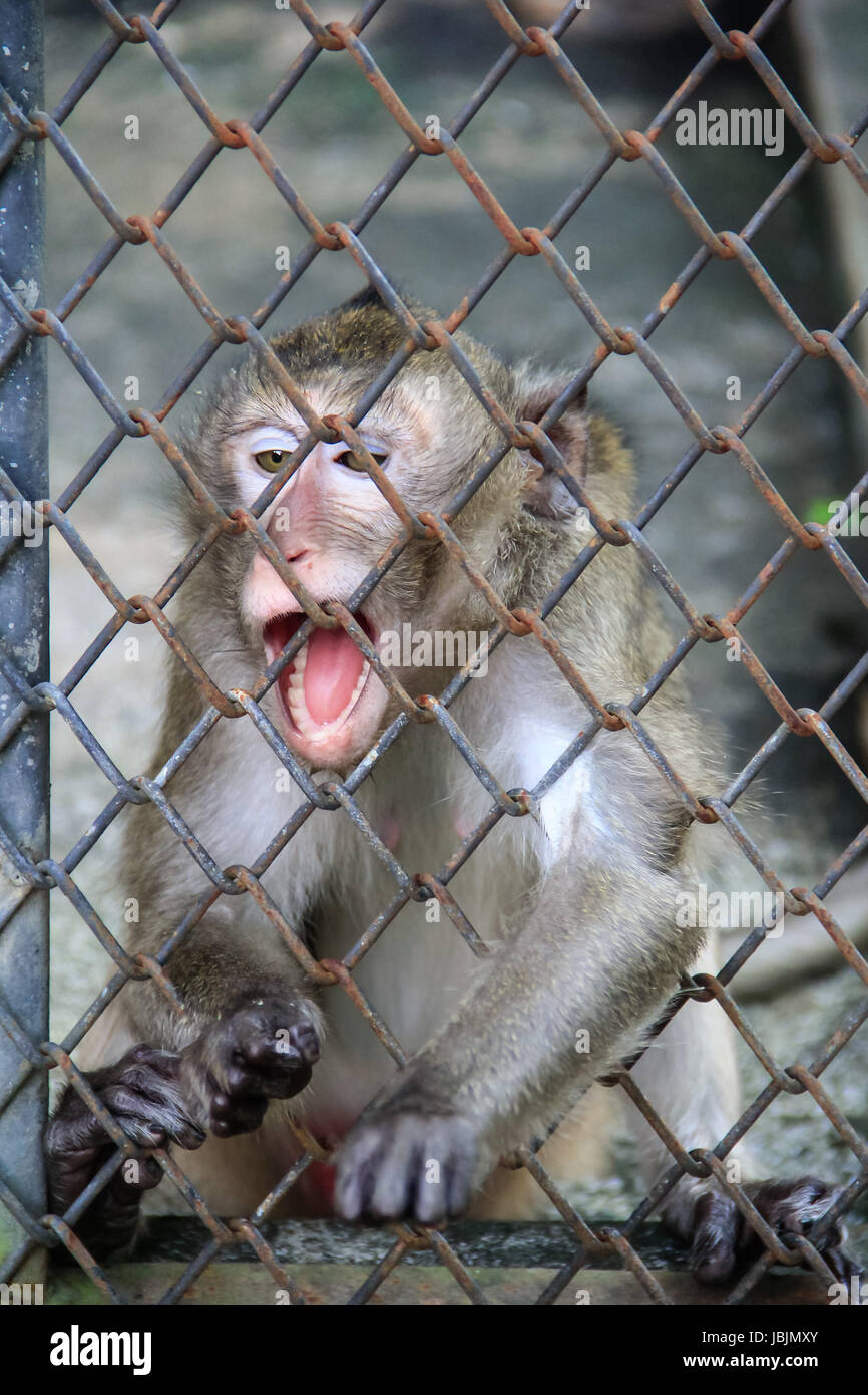 a little Monkey in the Cage Stock Photo - Alamy