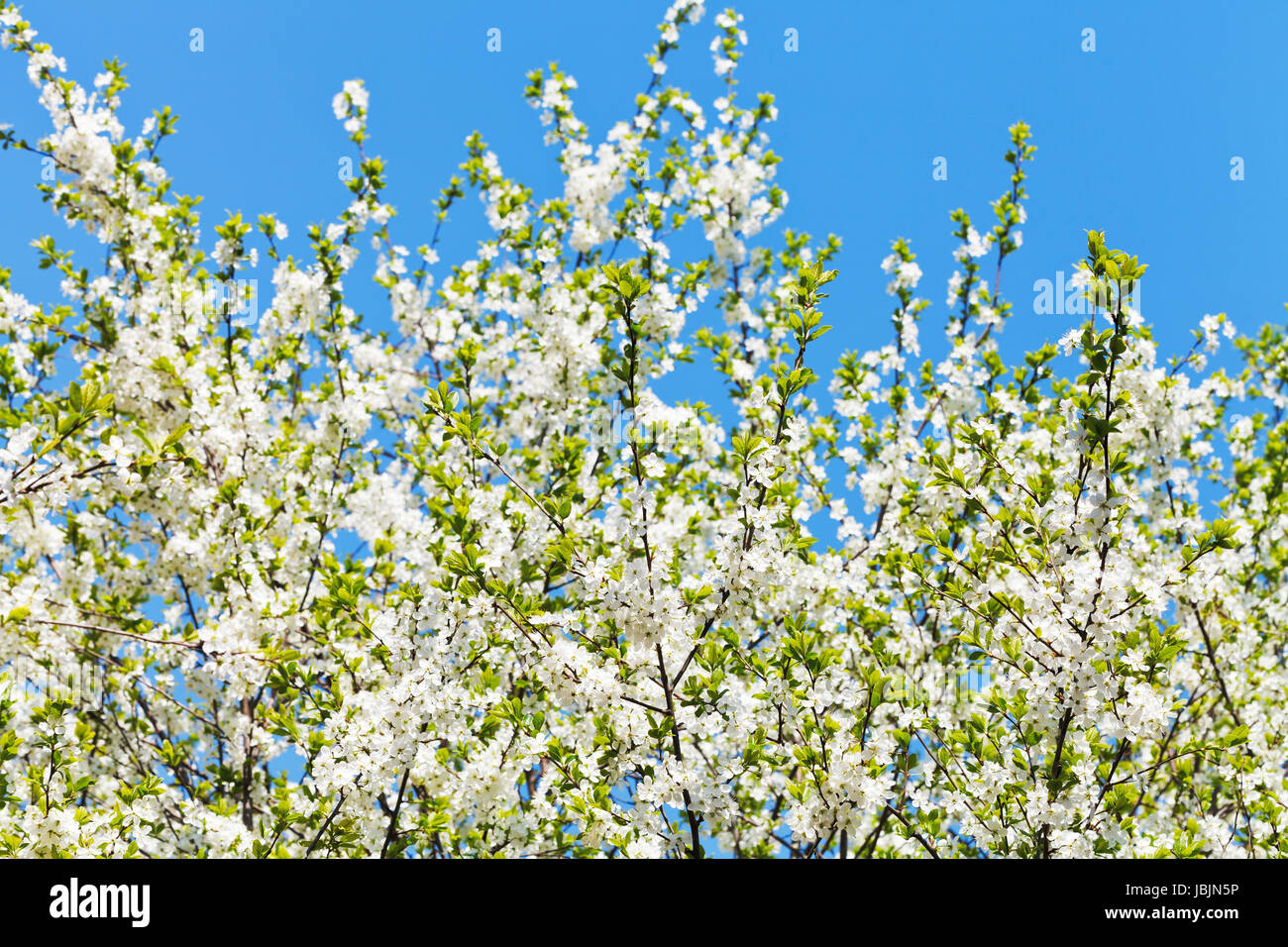 white blossoming cherry tree crown on blue sky background Stock Photo ...