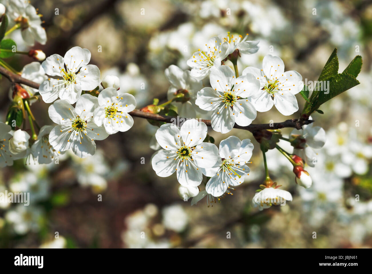 sprig of white cherry blossoms in spring garden Stock Photo - Alamy